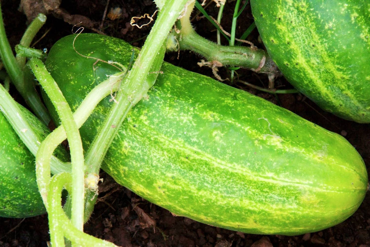 When To Pick Cucumbers How To Know When They re Ready Humboldts When To Pick Cucumbers How To Know When They re Ready Humboldts