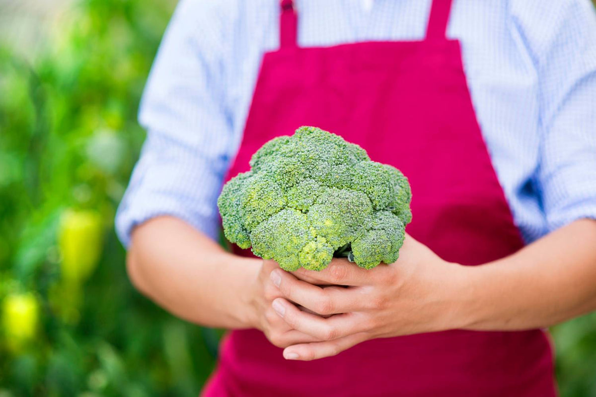 When to Harvest Broccoli: The Best Time to Pick – Humboldts Secret Supplies