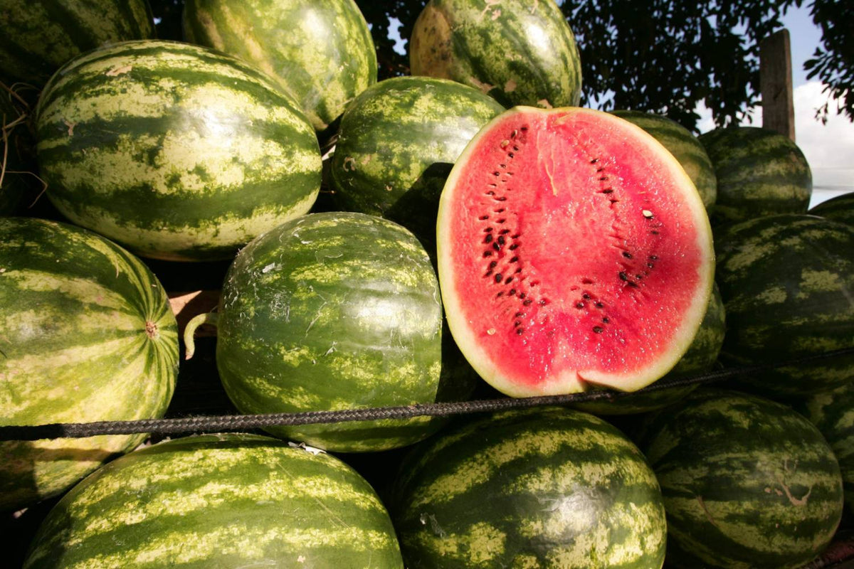 Planting Watermelon Seeds: Complete Guide – Humboldts Secret Supplies