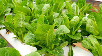 Hydroponic Problems and Solutions – Humboldts Secret Supplies